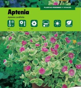 Aptenia cordifolia – Naturplant Viveros
